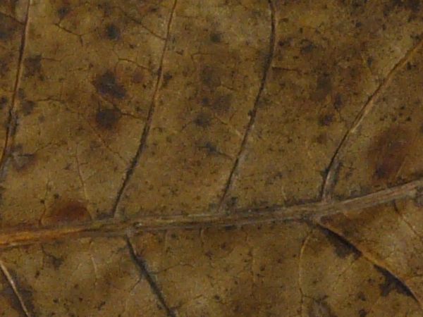 texture 0018 - Texturelib